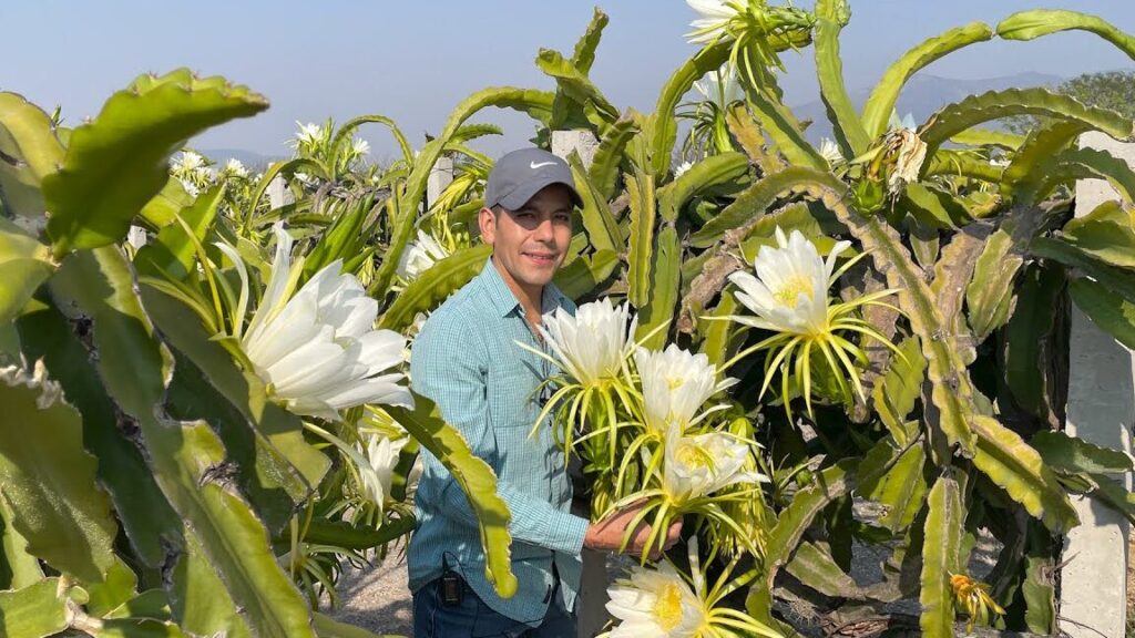 Mejora La Polinización En Tu Plantación De Pitahayas