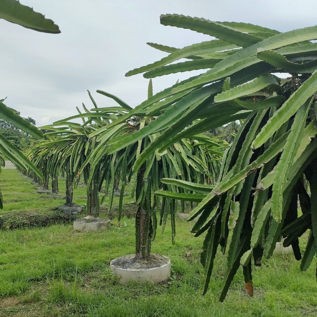 El Proceso De Floración En Las Pitahayas